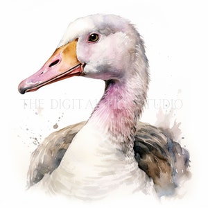 12 Goose PNGJPGPDF Clipart 12 Digital Download Animal Images Animal Art ...