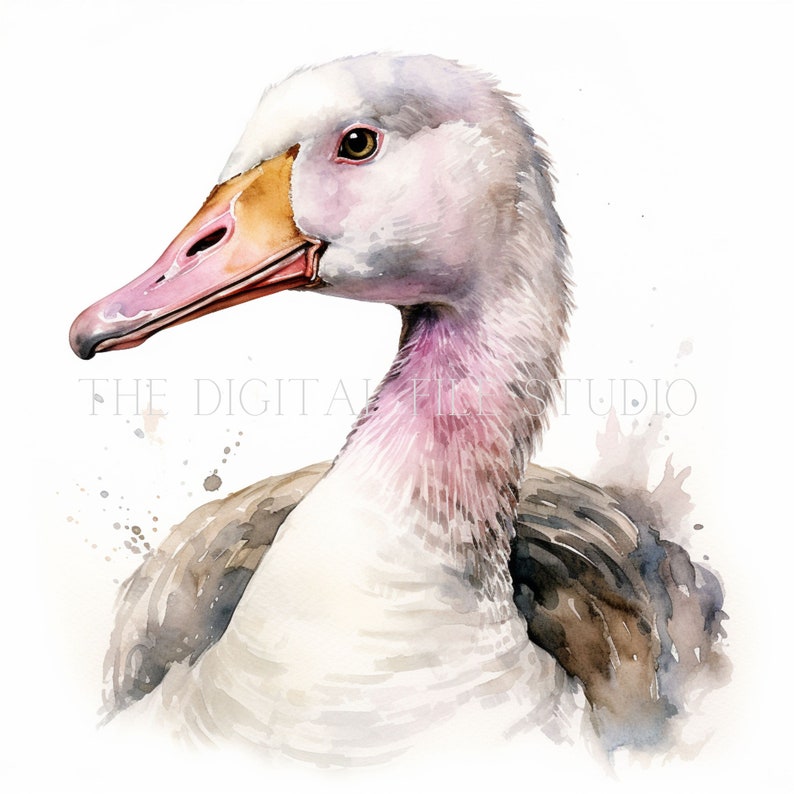 12 Goose PNGJPGPDF Clipart 12 Digital Download Animal Images Animal Art ...