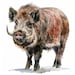 12 Boar PNGJPGPDF Clipart 12 Digital Download Animal Images Animal Art ...