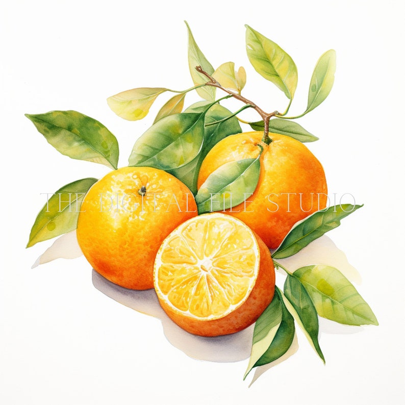 12 Watercolor Oranges Clipart PNGJPGPDF Digital Images Graphics ...