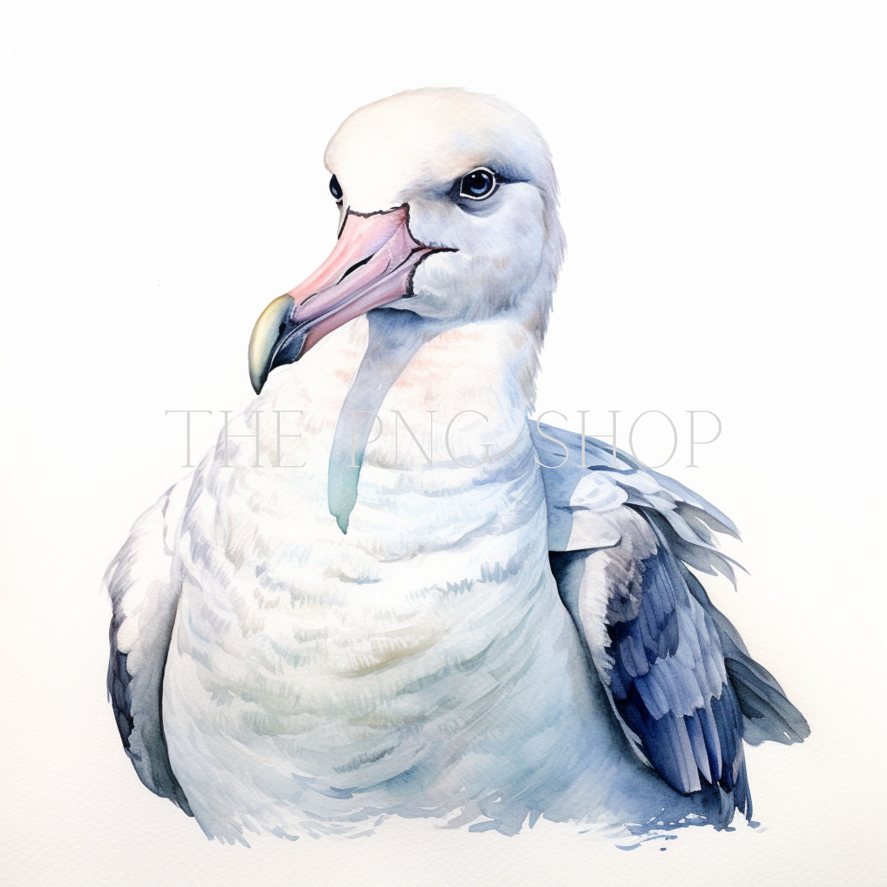 12 Albatross Clipart PNGJPGPDF Albatross Digital Art Watercolor 12 ...