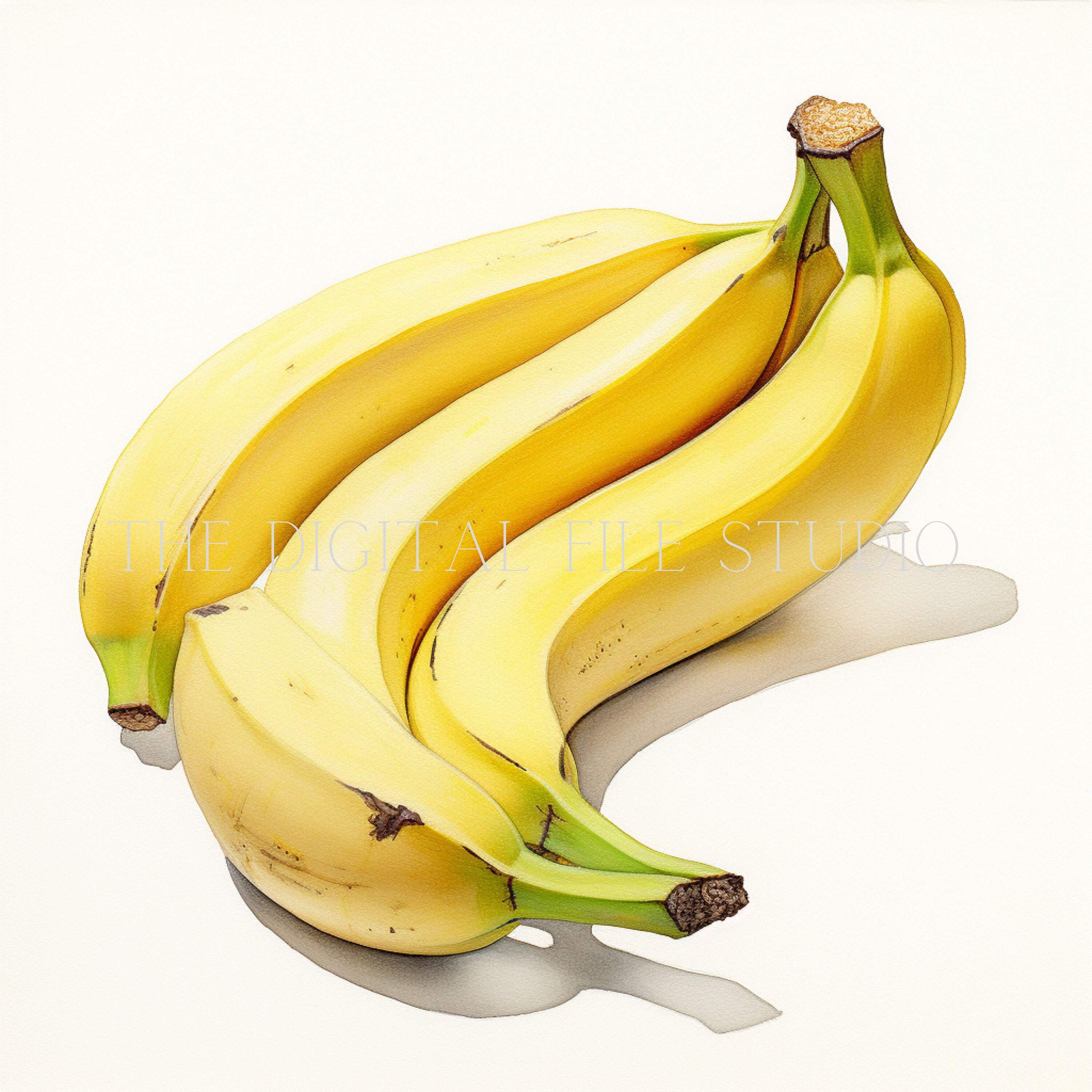 12 Watercolor Bananas Clipart PNGJPGPDF Digital Images Graphics ...