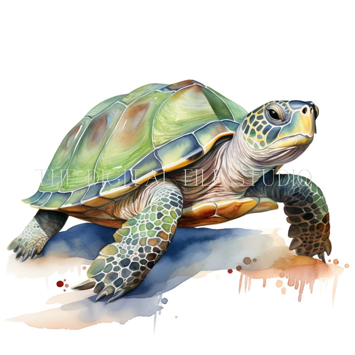 12 Turtle PNGJPGPDF Clipart Digital Download Animal Images Wildlife Art ...
