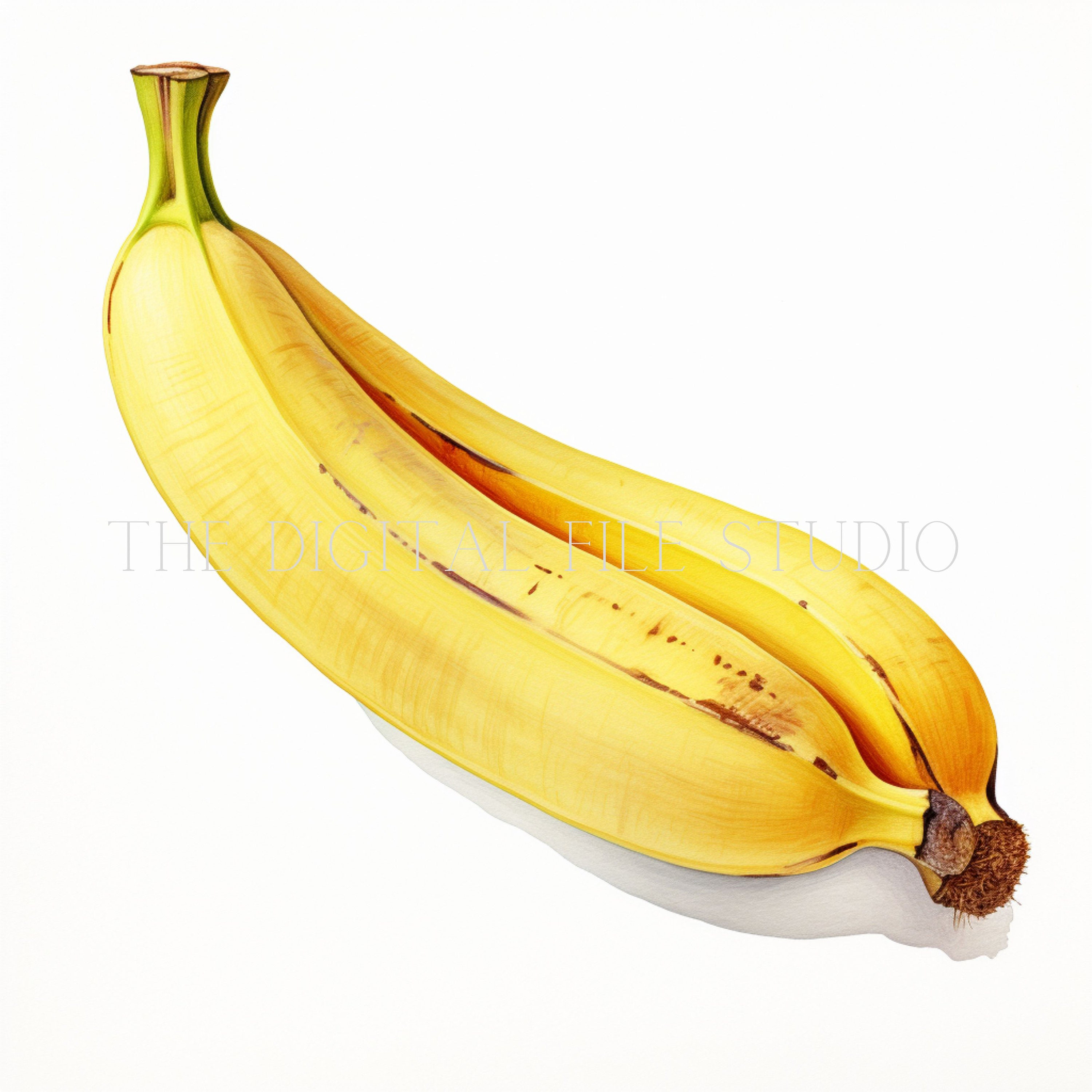 12 Watercolor Bananas Clipart PNGJPGPDF Digital Images Graphics ...