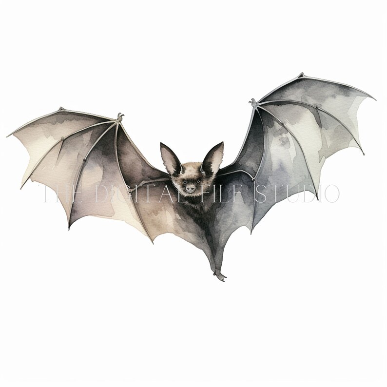 12 Bat PNGJPGPDF Clipart 12 Digital Download Animal Images Animal Art ...