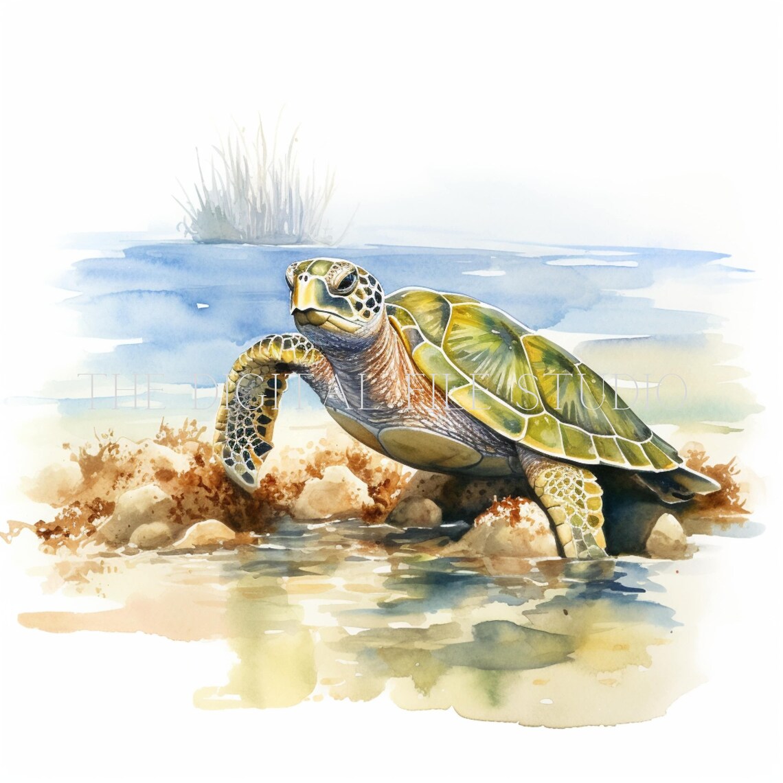 12 Turtle PNGJPGPDF Clipart Digital Download Animal Images Wildlife Art ...