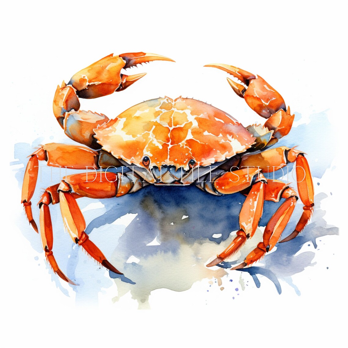 12 Crab PNGJPGPDF Clipart 12 Digital Download Animal Images Animal Art ...
