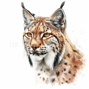 12 Lynx PNGJPGPDF Clipart 12 Digital Download Animal Images Animal Art ...