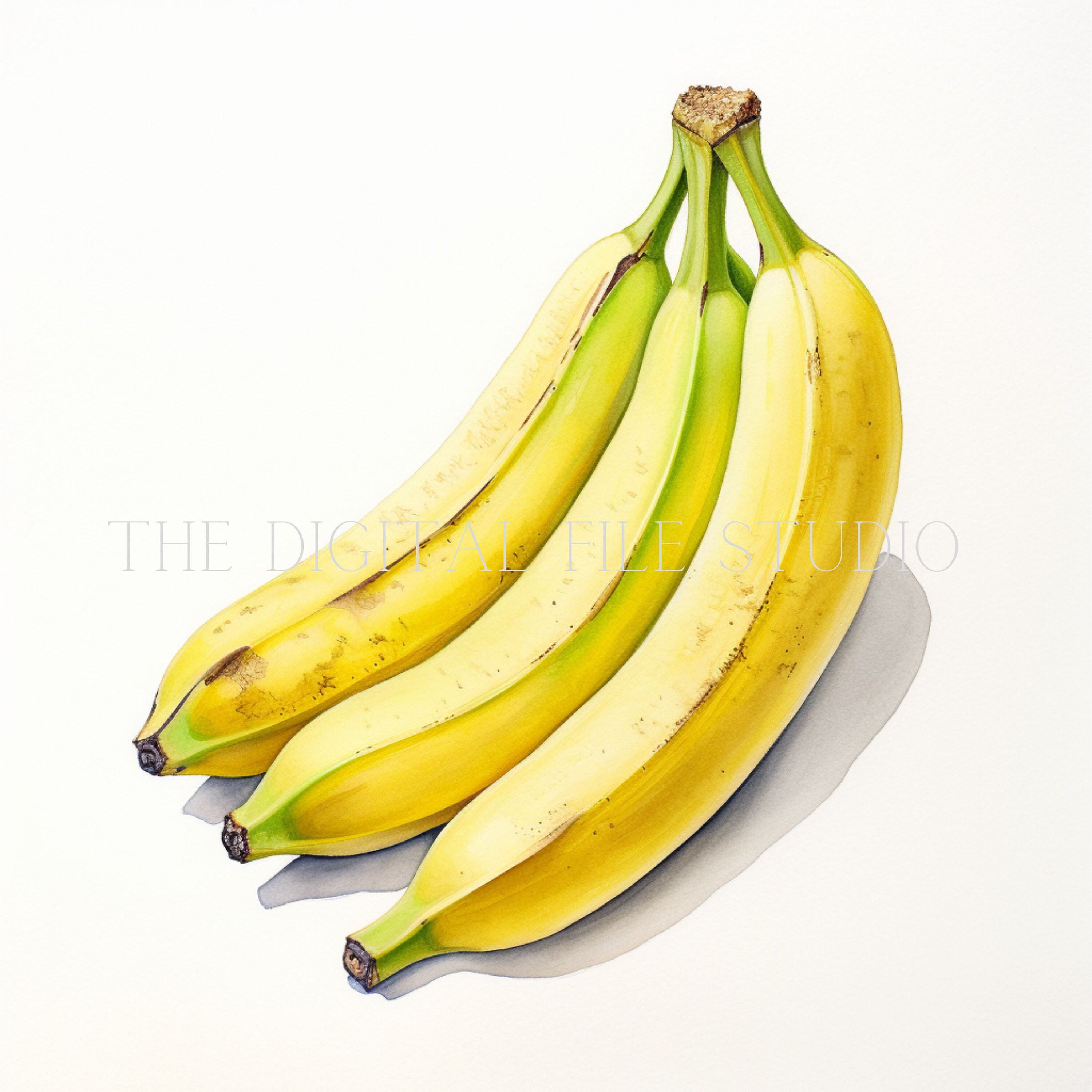 12 Watercolor Bananas Clipart PNGJPGPDF Digital Images Graphics ...
