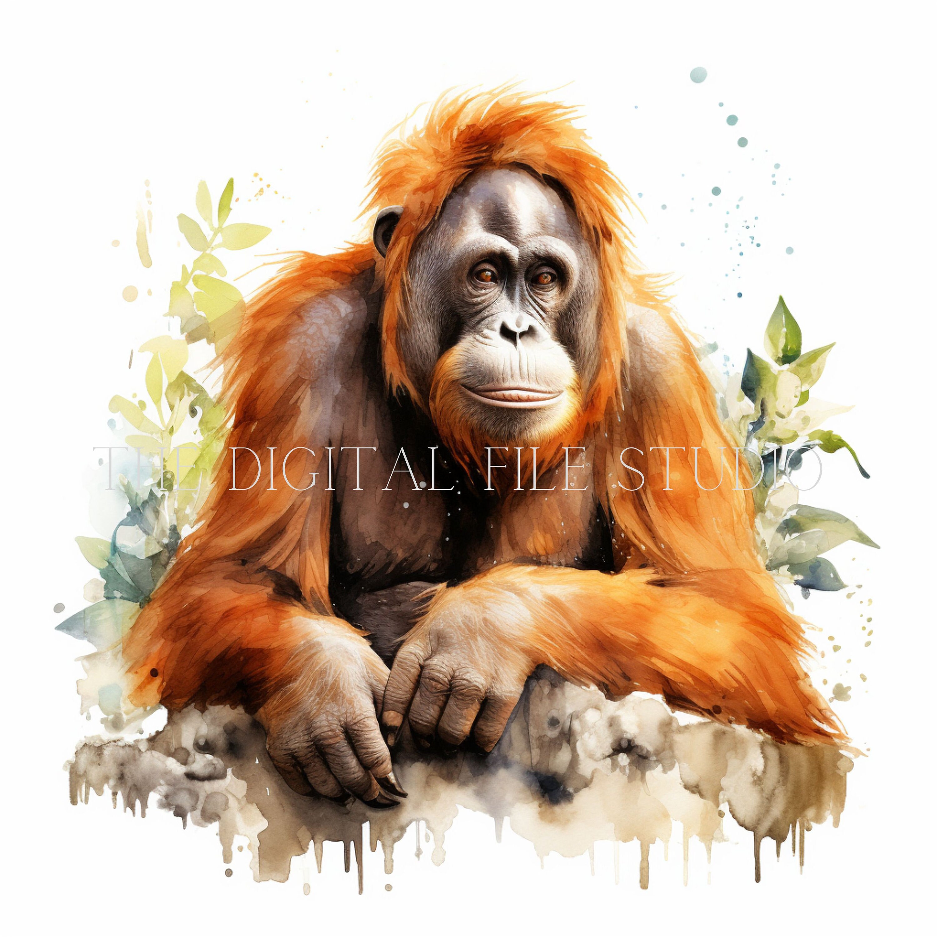 12 Orangutan PNGJPGPDF Clipart 12 Digital Download Animal Images Animal ...