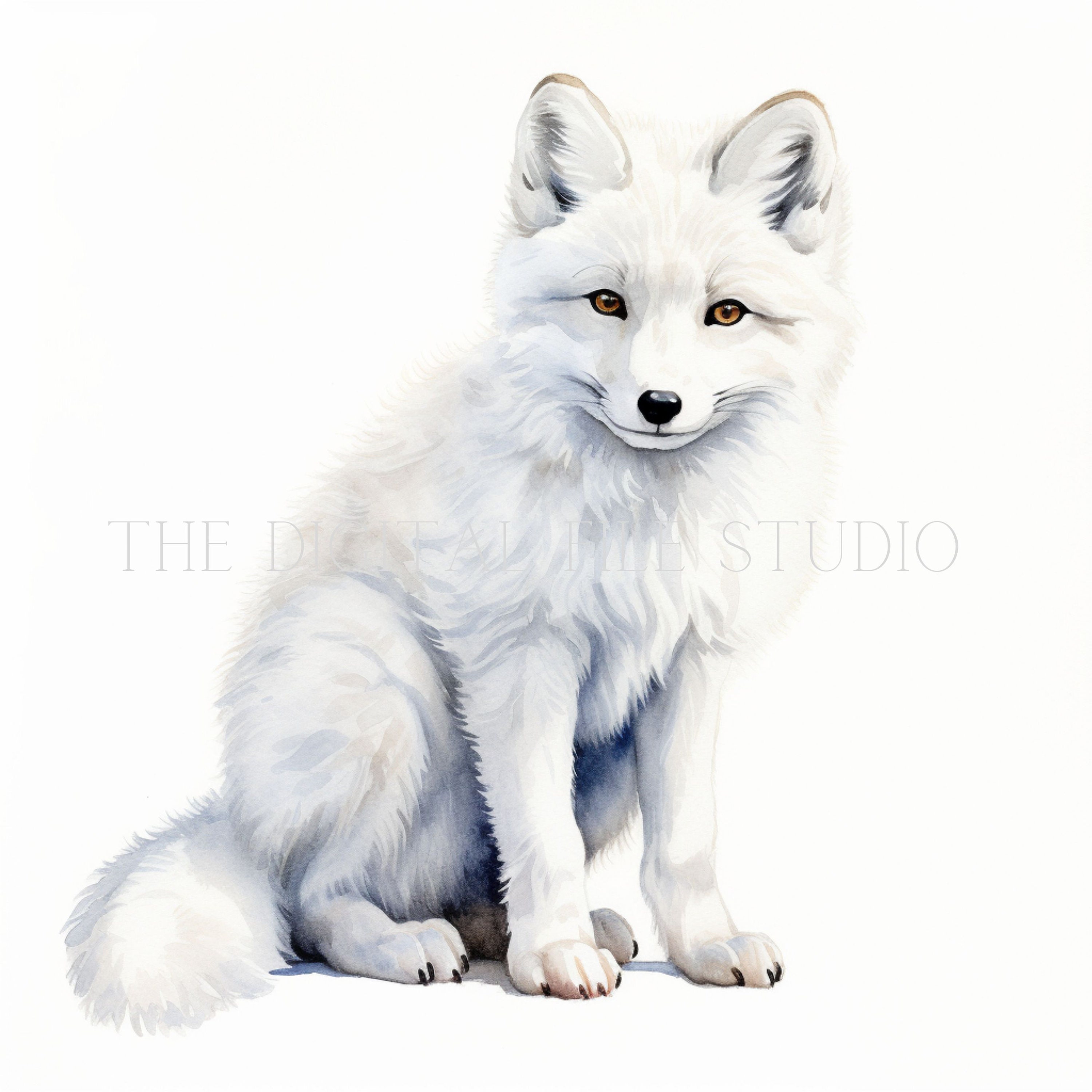 12 Arctic Fox PNGJPGPDF Clipart 12 Digital Download Animal Images ...
