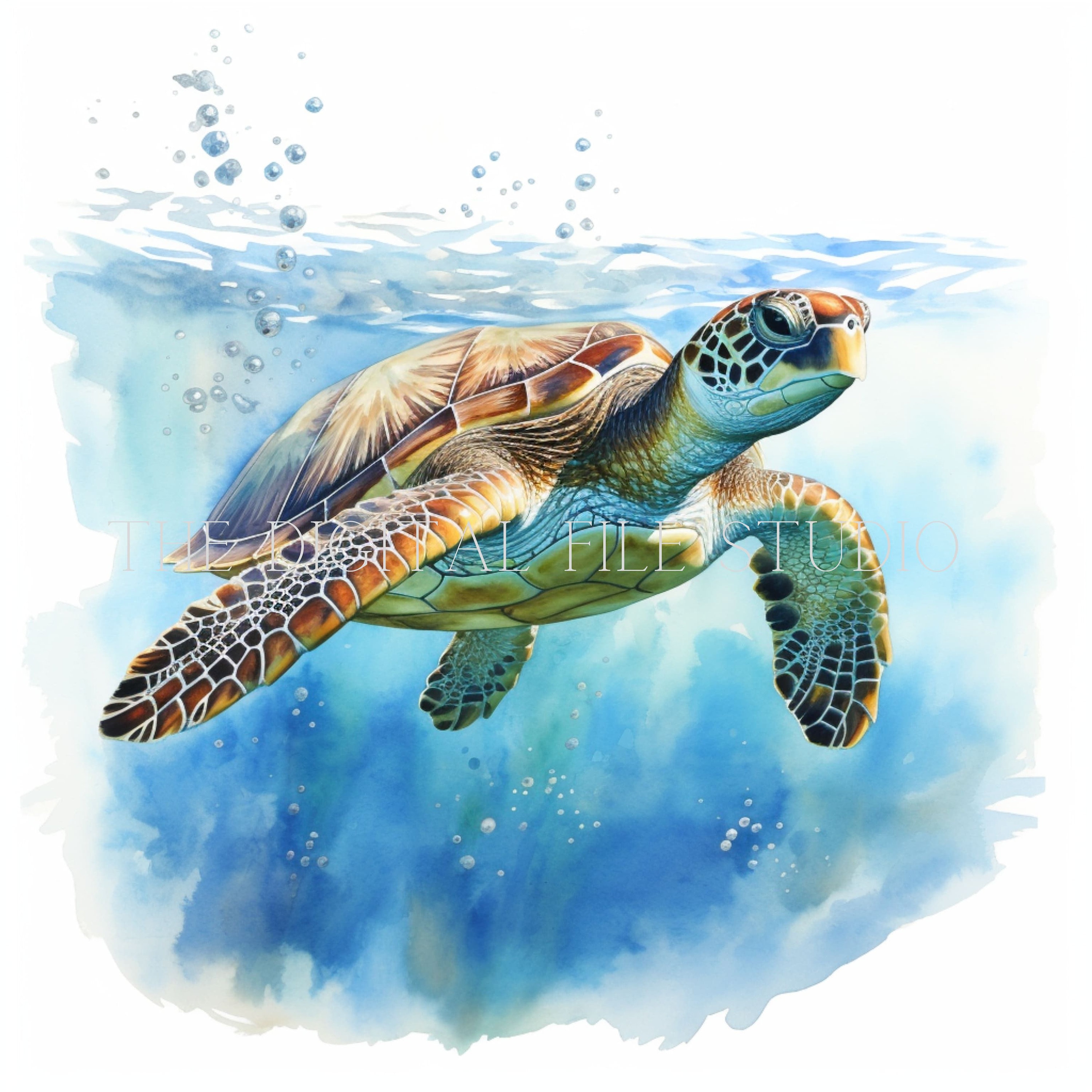 12 Turtle PNGJPGPDF Clipart Digital Download Animal Images Wildlife Art ...