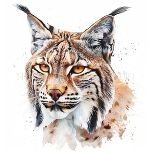 12 Lynx PNGJPGPDF Clipart 12 Digital Download Animal Images Animal Art ...