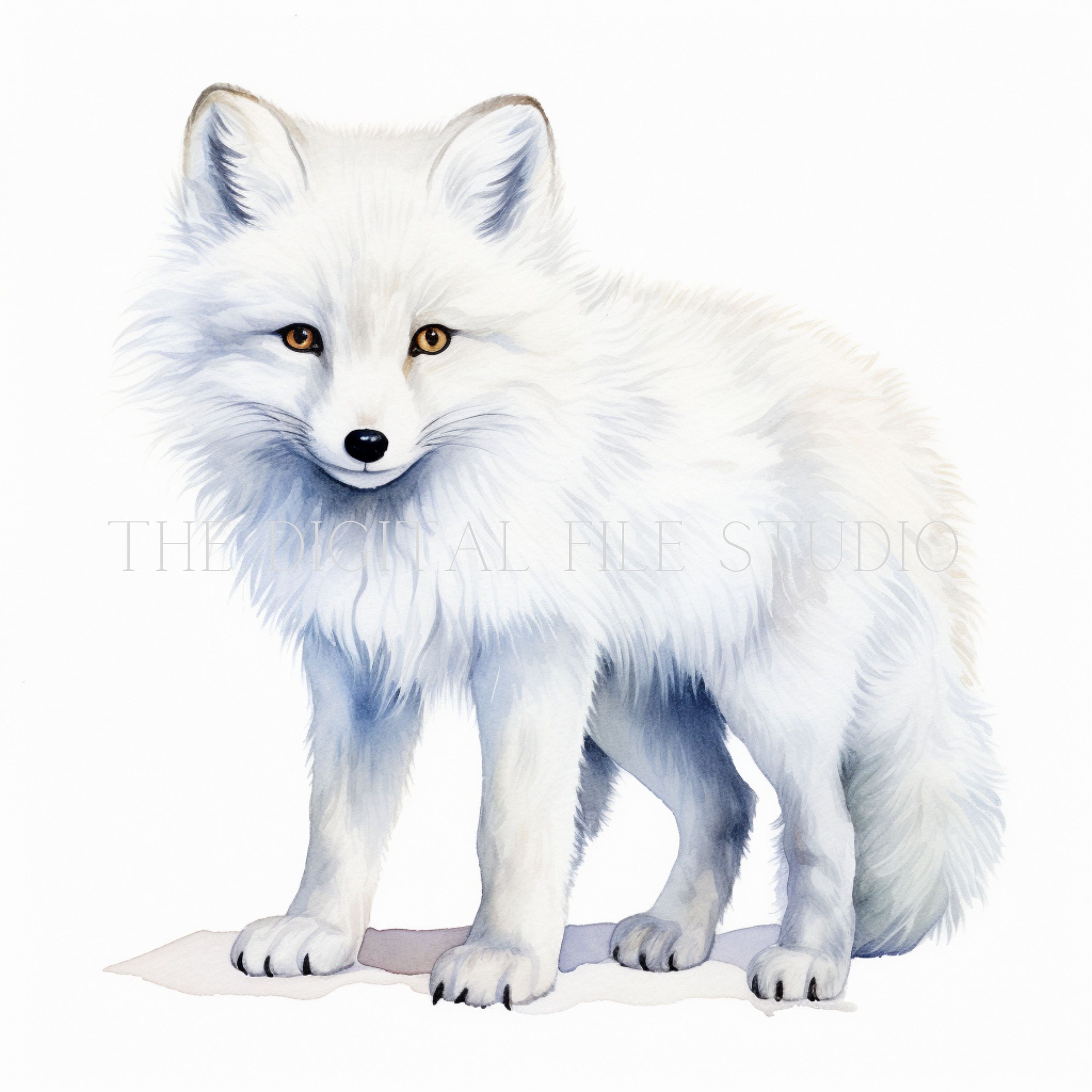 12 Arctic Fox PNGJPGPDF Clipart 12 Digital Download Animal Images ...
