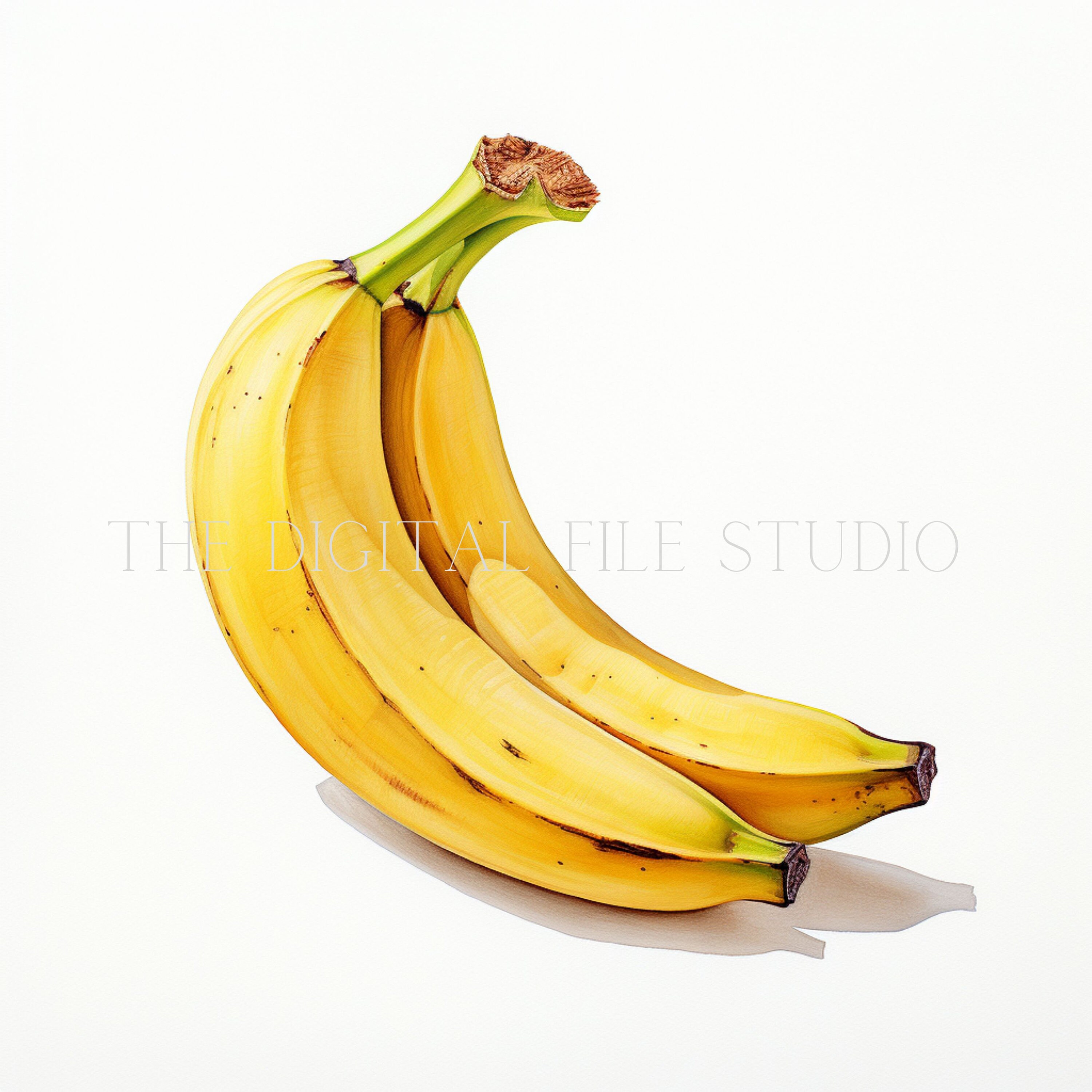 12 Watercolor Bananas Clipart PNGJPGPDF Digital Images Graphics ...