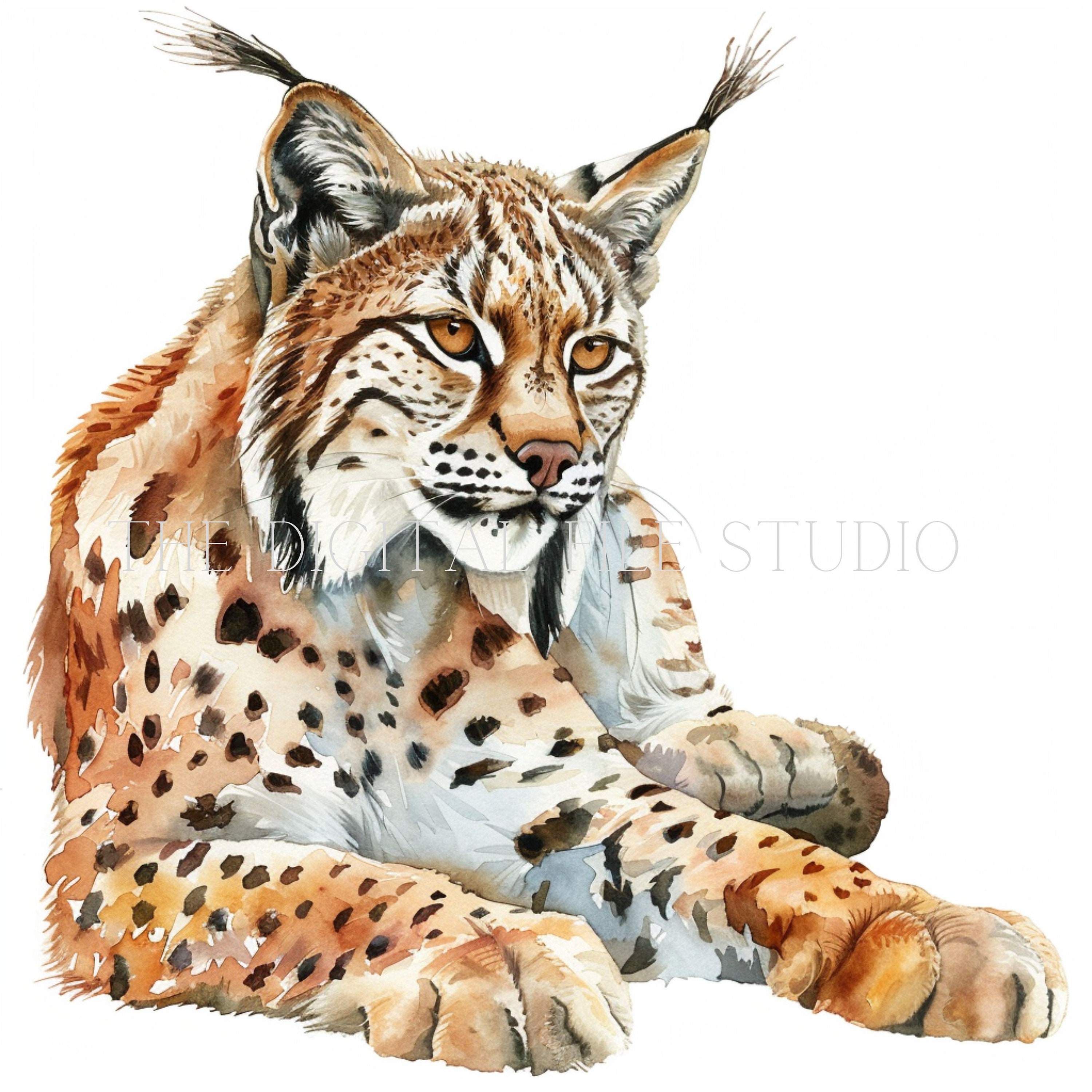 12 Lynx PNGJPGPDF Clipart 12 Digital Download Animal Images Animal Art ...