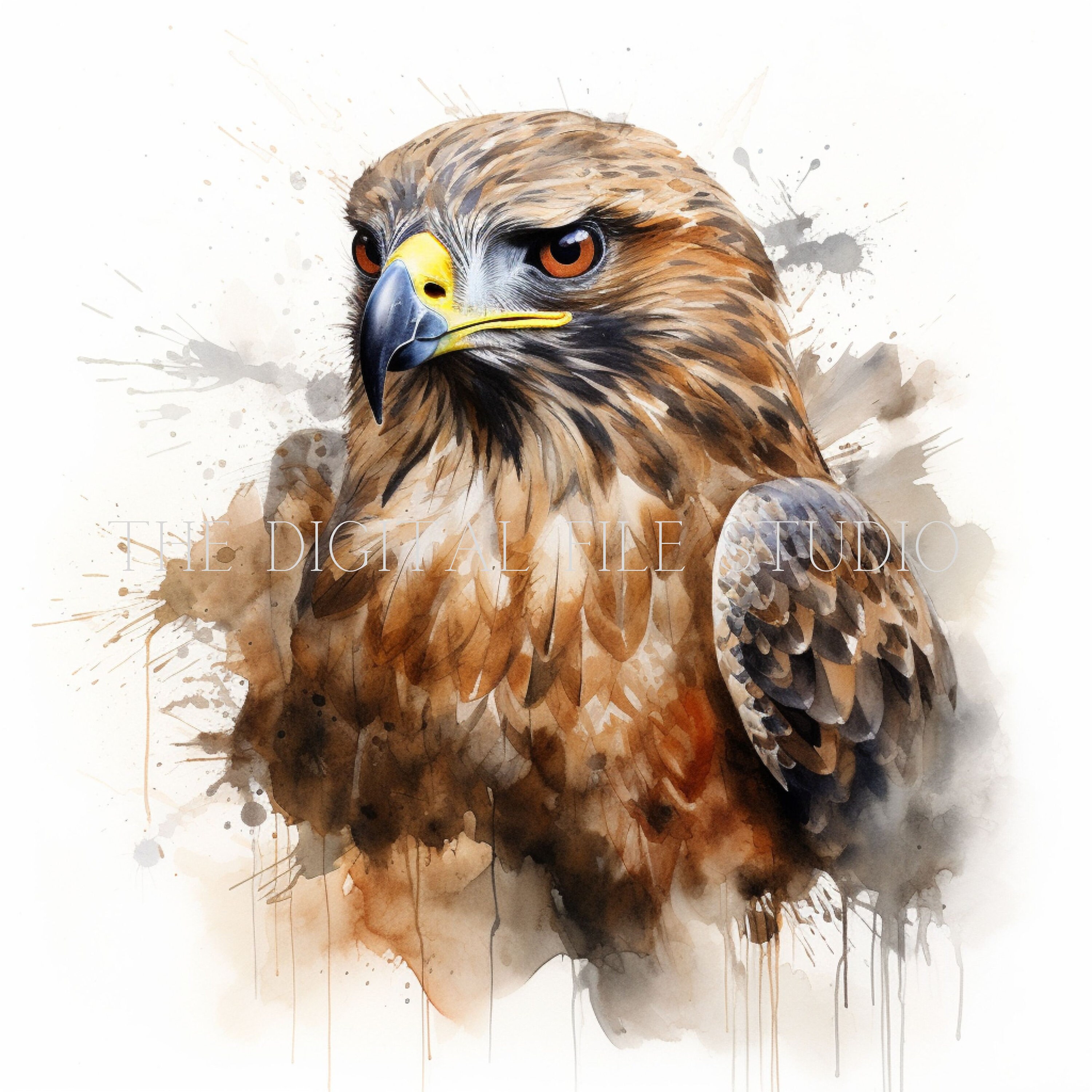 12 Hawk PNGJPGPDF Clipart 12 Digital Download Animal Images Animal Art ...