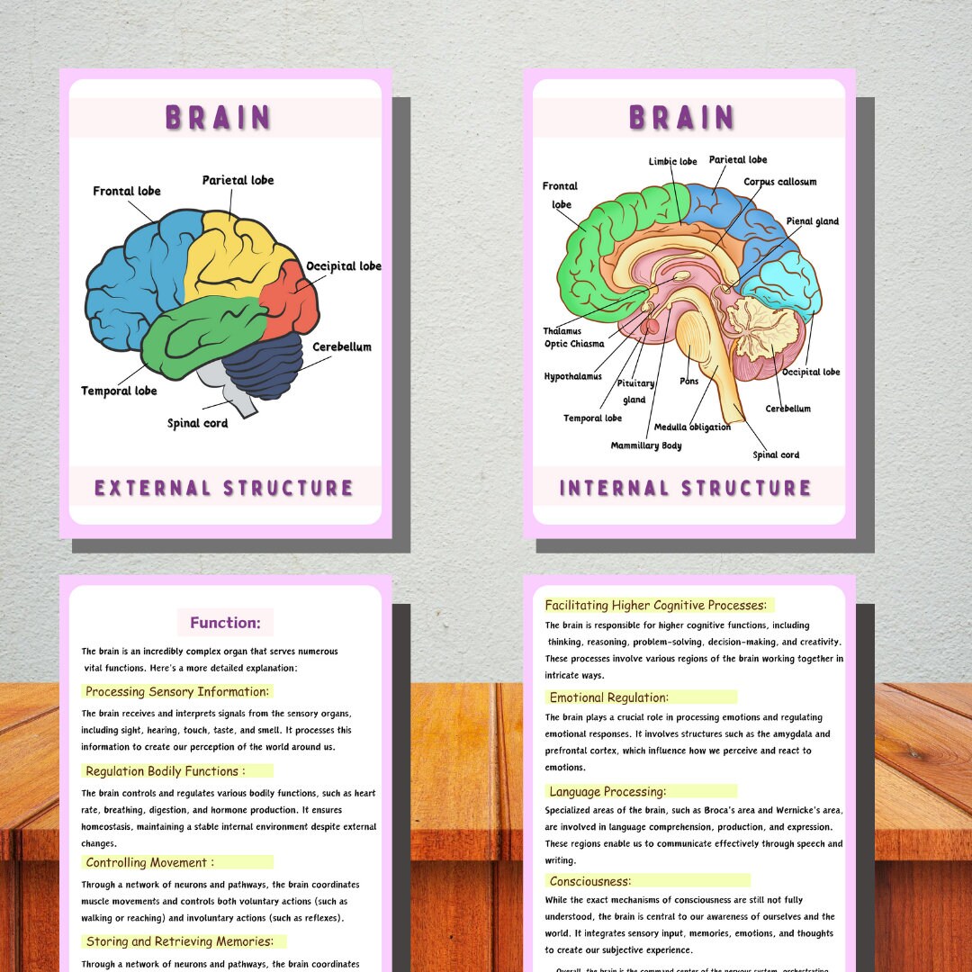 External & Internal Structure of Brain, Diagram of Brain, Brain ...