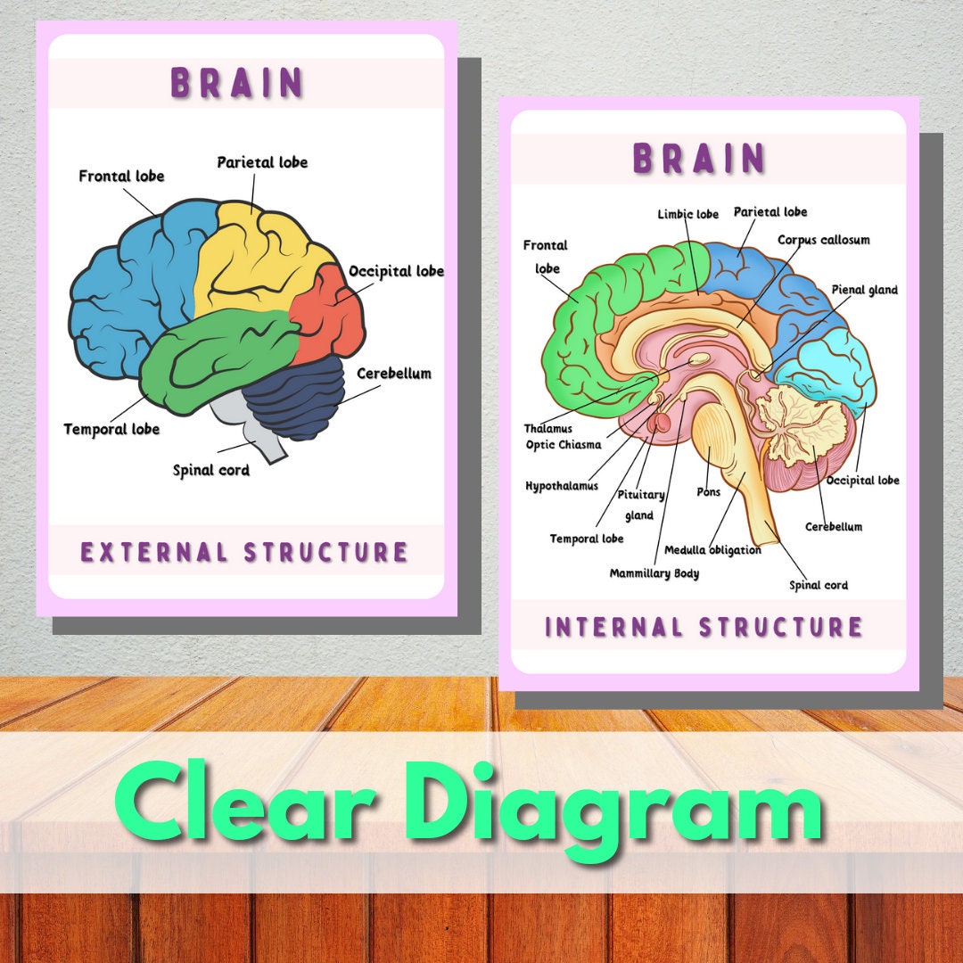 External & Internal Structure of Brain, Diagram of Brain, Brain ...