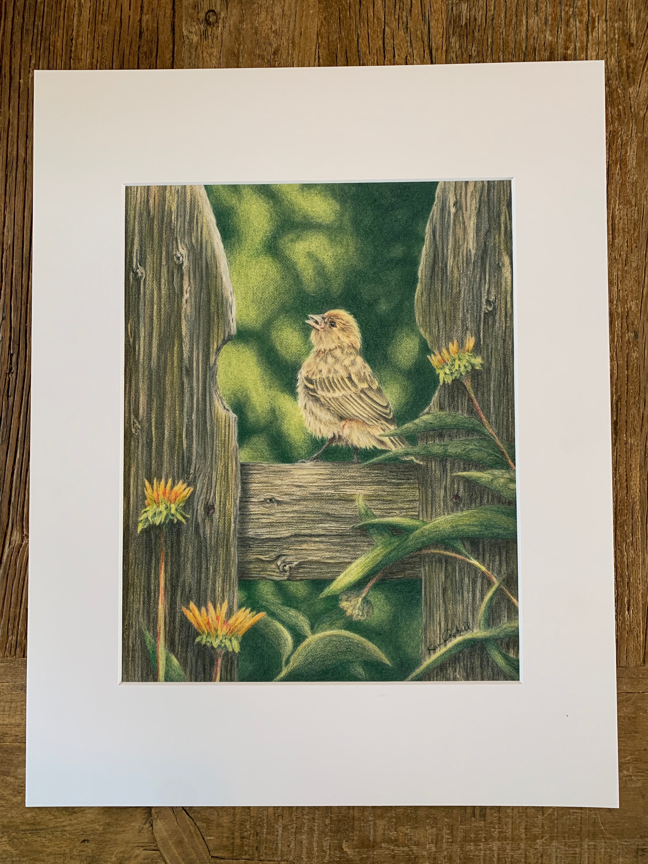 8x10 Spring Songbird on Garden Fence Original Drawing, Giclee Print ...