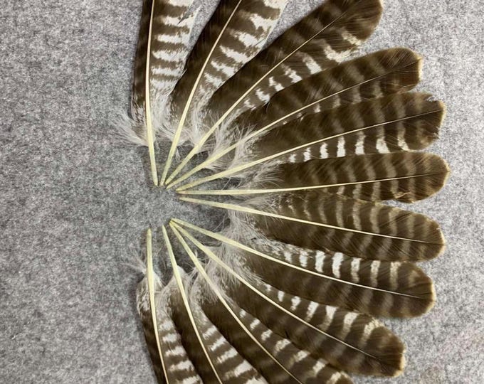 Tail Feathers of the Common Buzzard (buteo Buteo) - Etsy