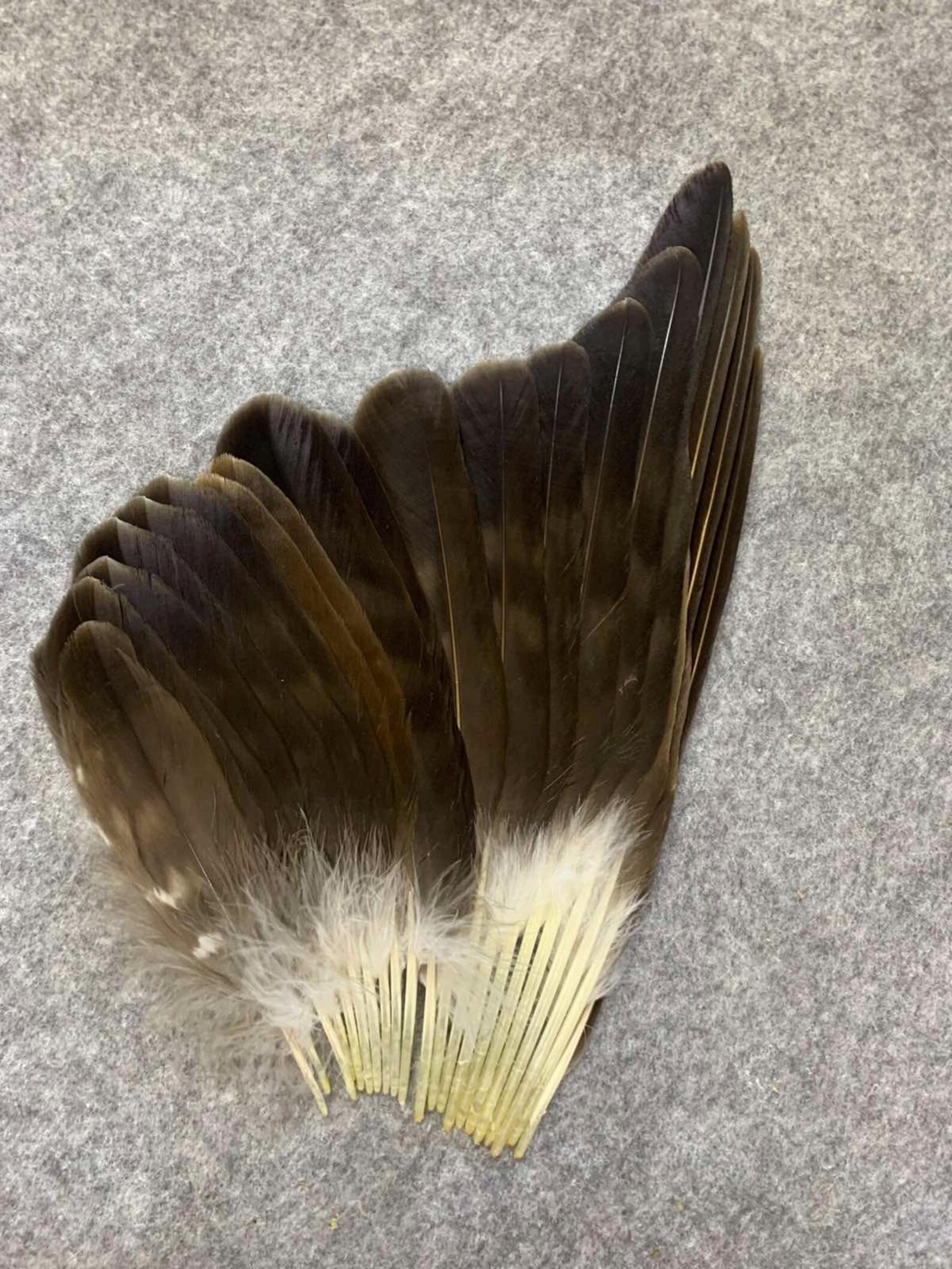Wing Feathers of the Common Buzzard (buteo Buteo) - Etsy