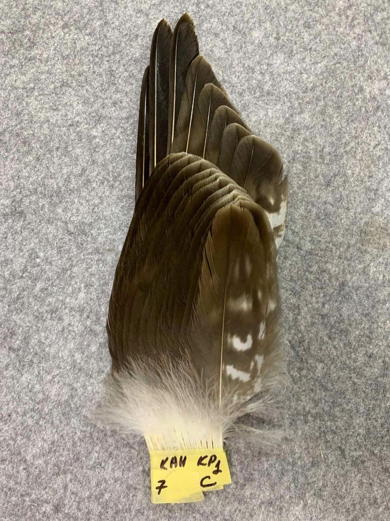 Wing Feathers of the Common Buzzard (buteo Buteo) - Etsy