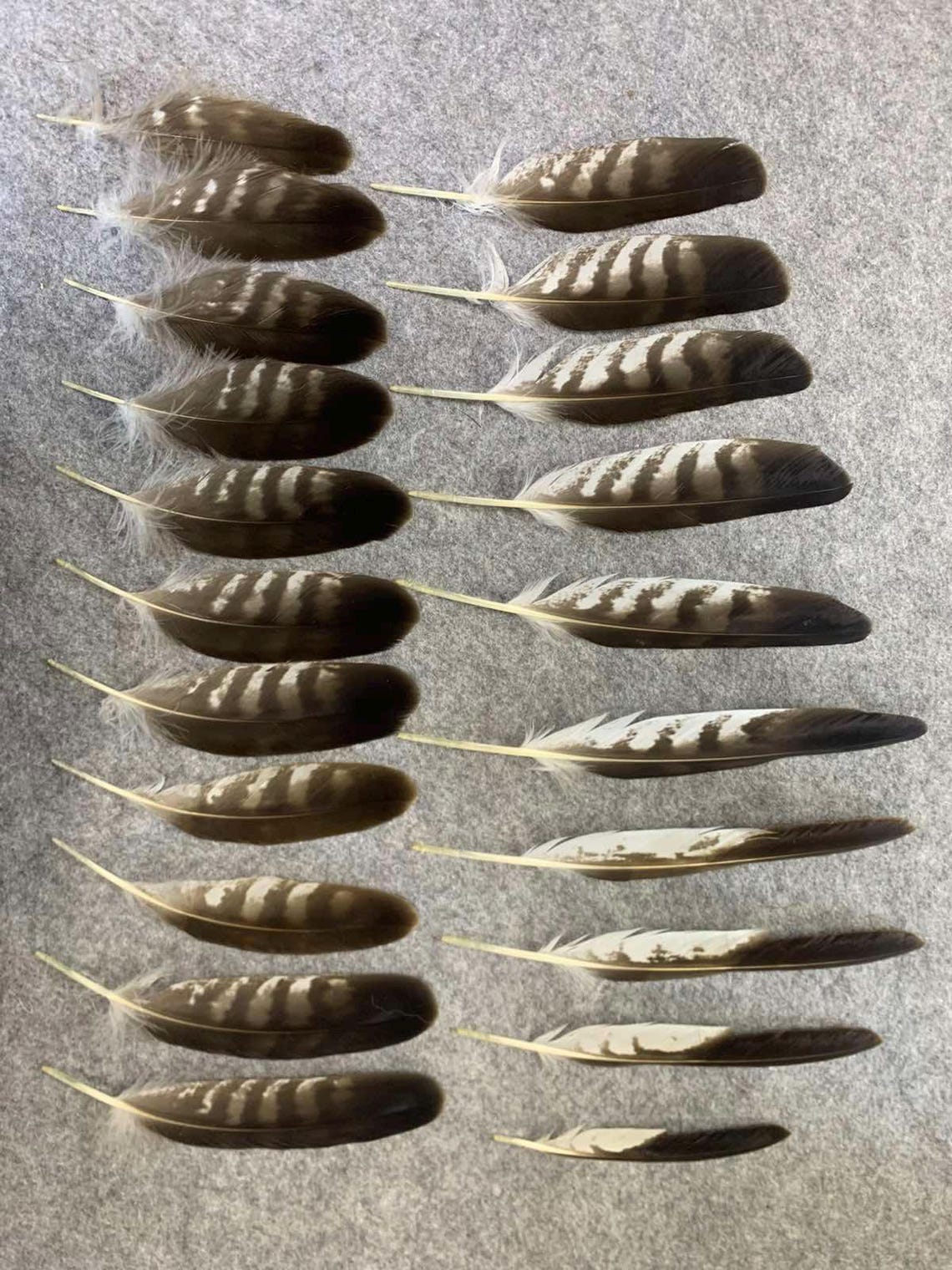 Wing Feathers of the Common Buzzard (buteo Buteo) - Etsy