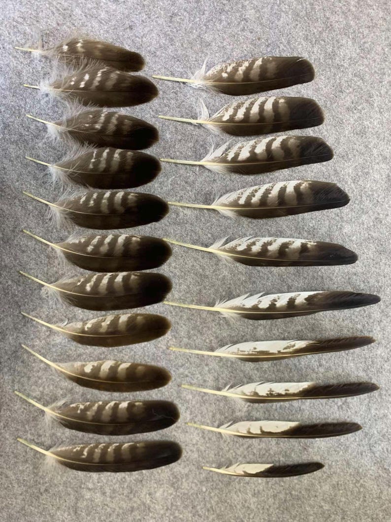 Wing Feathers of the Common Buzzard (buteo Buteo) - Etsy