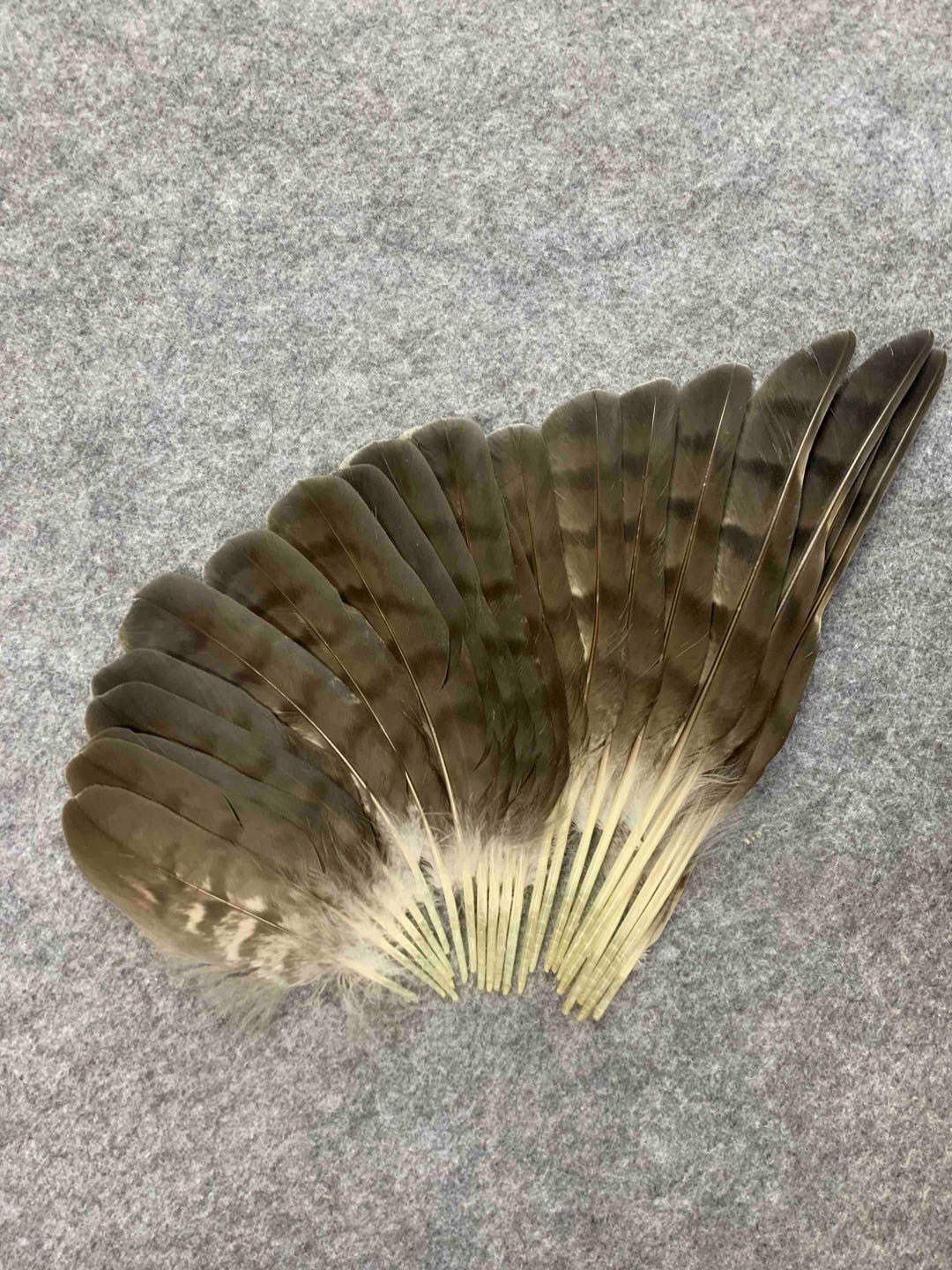 Feathers Wing Goshawk (lat. Accipiter Gentilis) - Etsy