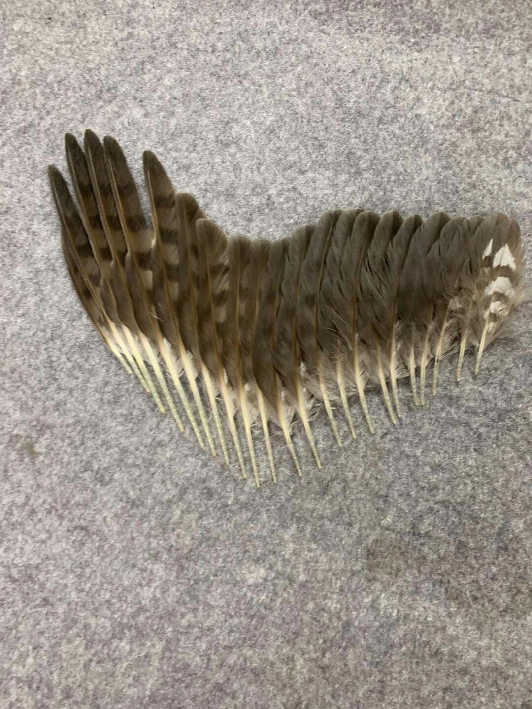 Wing Feathers of Sparrowhawk (accipiter Nisus) - Etsy