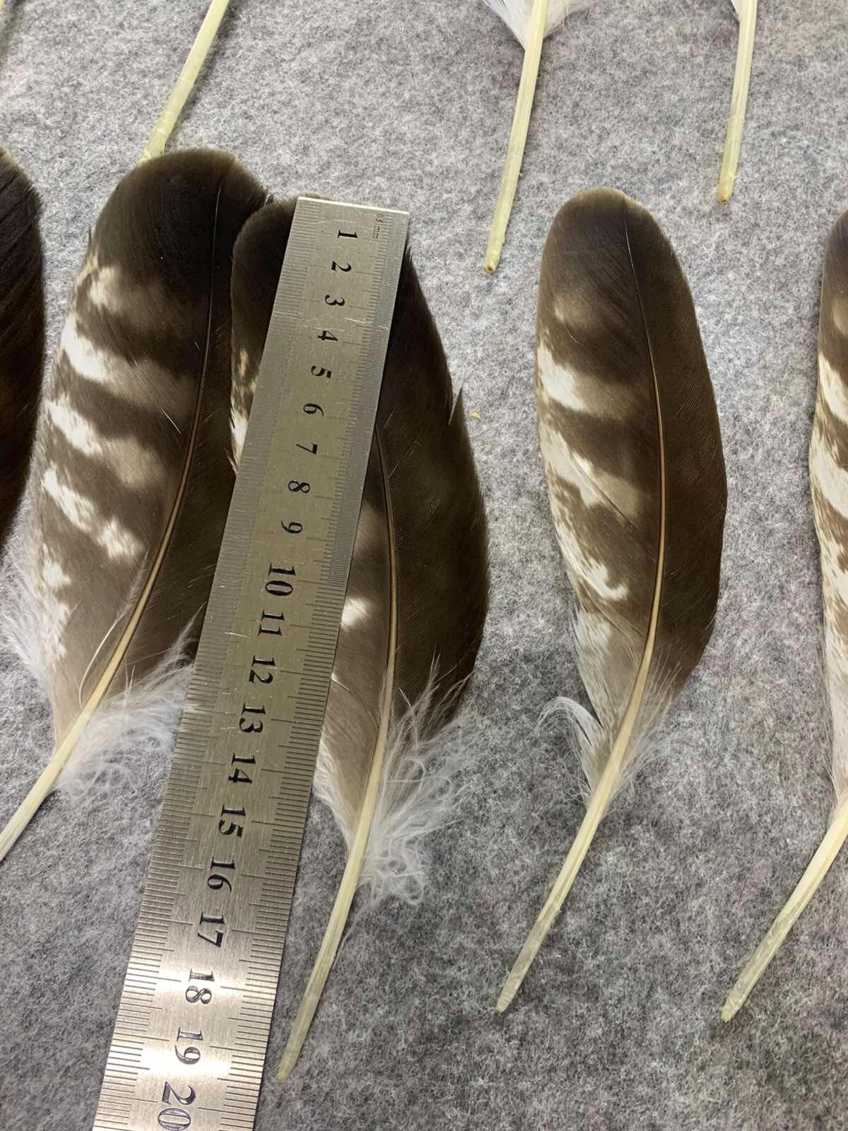 Wing Feathers of the Common Buzzard (buteo Buteo) - Etsy