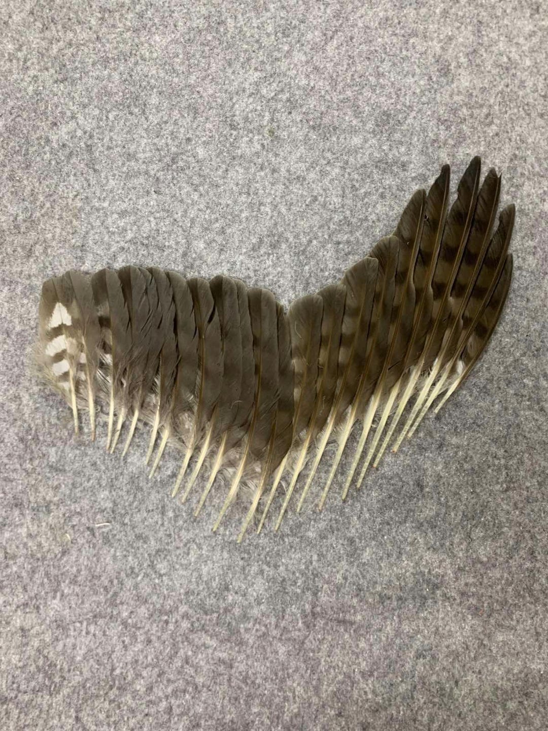 Wing Feathers of Sparrowhawk (accipiter Nisus) - Etsy