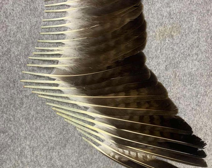 Wing Feathers of the Common Buzzard (buteo Buteo) - Etsy