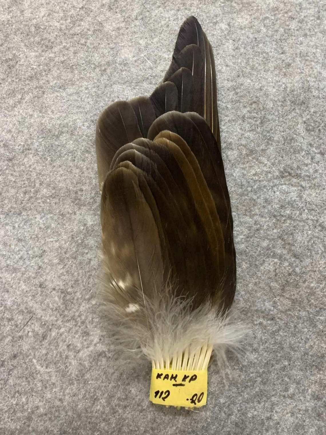 Wing Feathers of the Common Buzzard (buteo Buteo) - Etsy