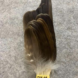 Wing Feathers of the Common Buzzard (buteo Buteo) - Etsy