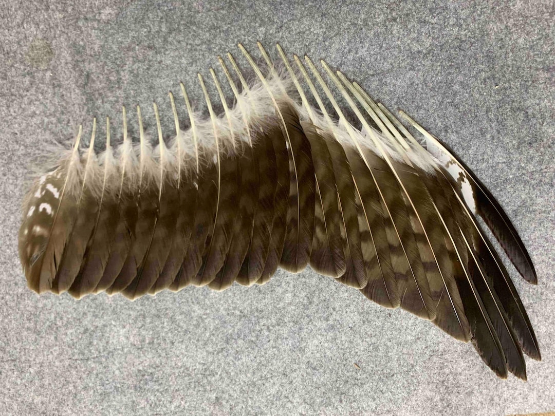 Wing Feathers of the Common Buzzard (buteo Buteo) - Etsy