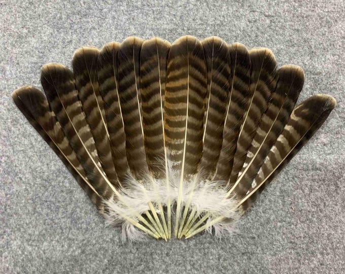 Tail Feathers of the Common Buzzard (buteo Buteo) - Etsy