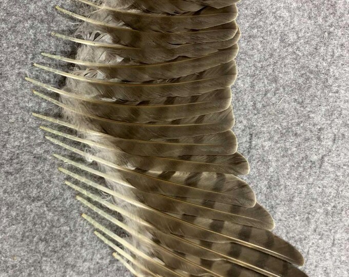 Wing Feathers of Sparrowhawk (accipiter Nisus) - Etsy