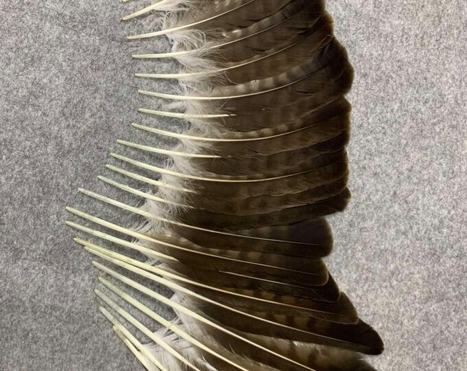 Wing Feathers of the Common Buzzard (buteo Buteo) - Etsy