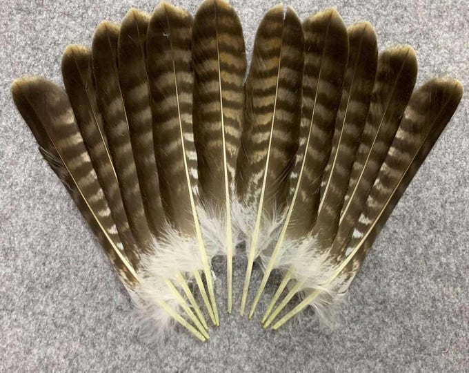 Tail Feathers of the Common Buzzard (buteo Buteo) - Etsy