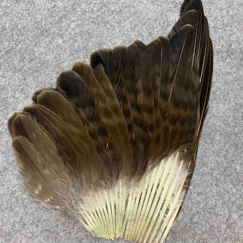 Turkey Wing Feathers - Etsy