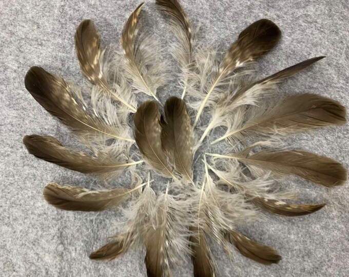 Feathers Common Buzzard (lat. Buteo Buteo) - Etsy