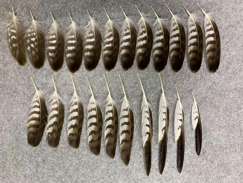 Wing Feathers of the Common Buzzard (buteo Buteo) - Etsy