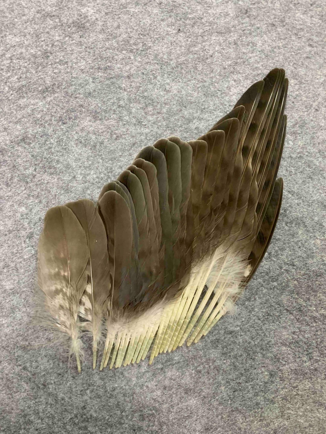 Feathers Wing Goshawk (lat. Accipiter Gentilis) - Etsy