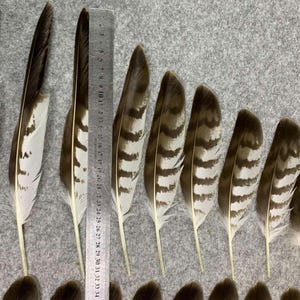 Wing Feathers of the Common Buzzard (buteo Buteo) - Etsy