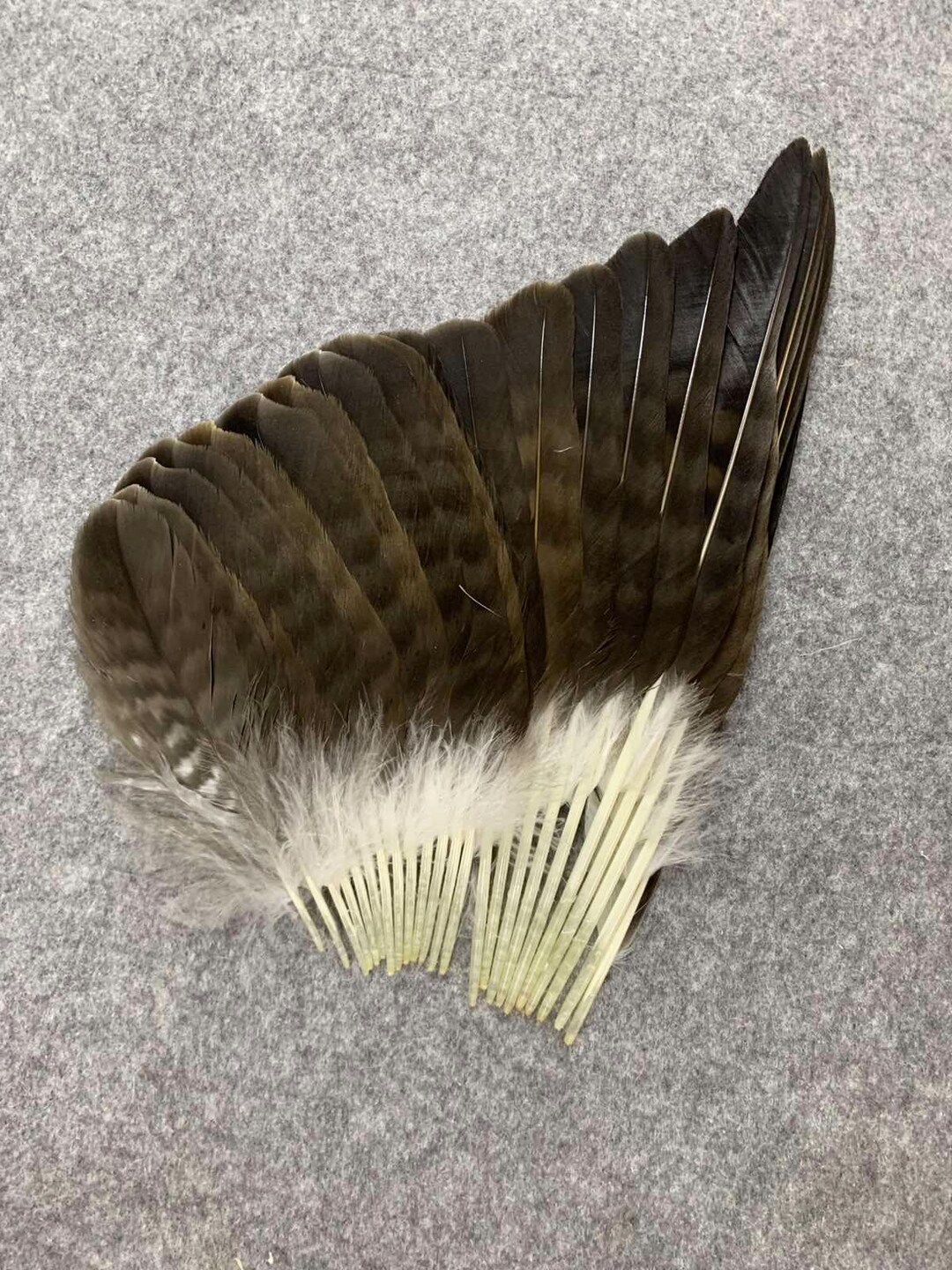 Wing Feathers of the Common Buzzard (buteo Buteo) - Etsy