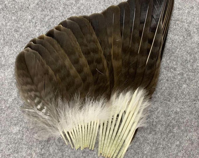 Wing Feathers of the Common Buzzard (buteo Buteo) - Etsy