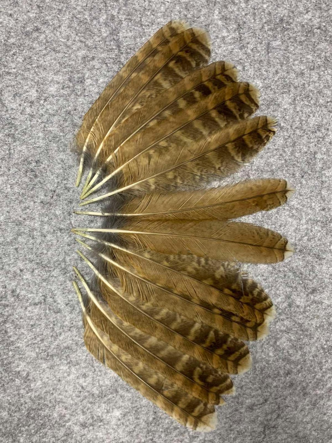 Tawny Owl lat. Strix Aluco Tail Feathers 12 Pieces - Etsy