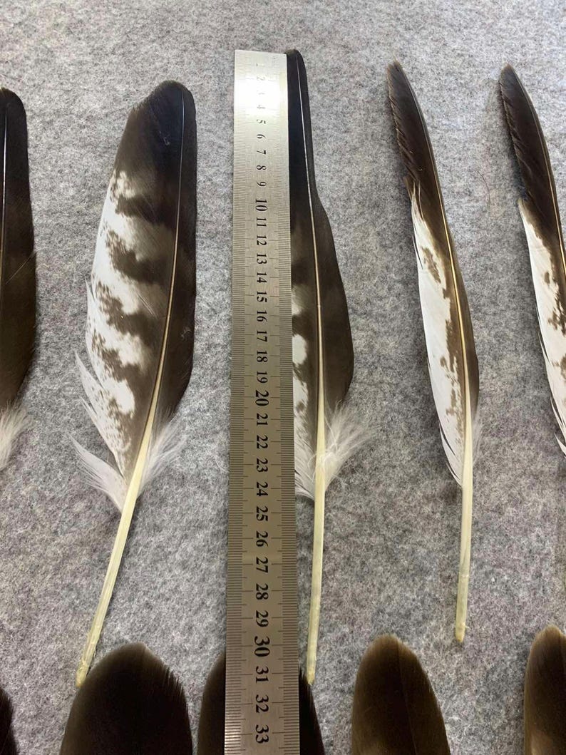 Wing Feathers of the Common Buzzard (buteo Buteo) - Etsy